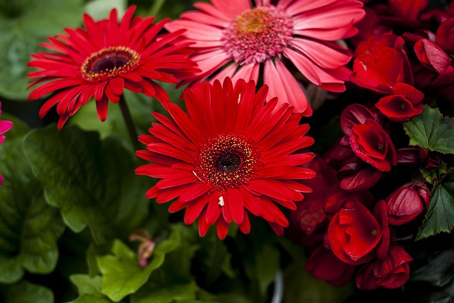 De Schoonheid Van Bloem - Gratis foto op Pixabay - Pixabay