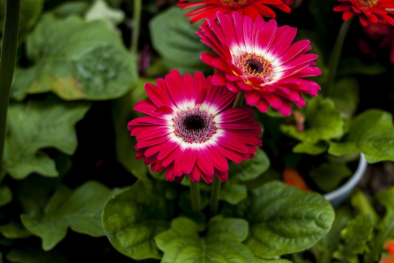 Beauty Flower Flor Planta - Foto gratis en Pixabay - Pixabay