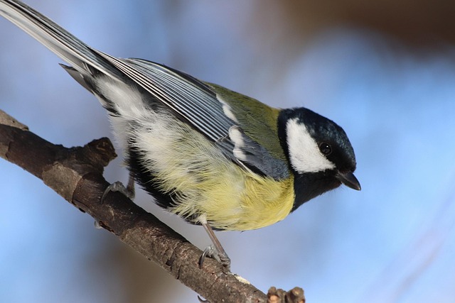 Oiseau La Nature À L'Extérieur - Photo gratuite sur Pixabay