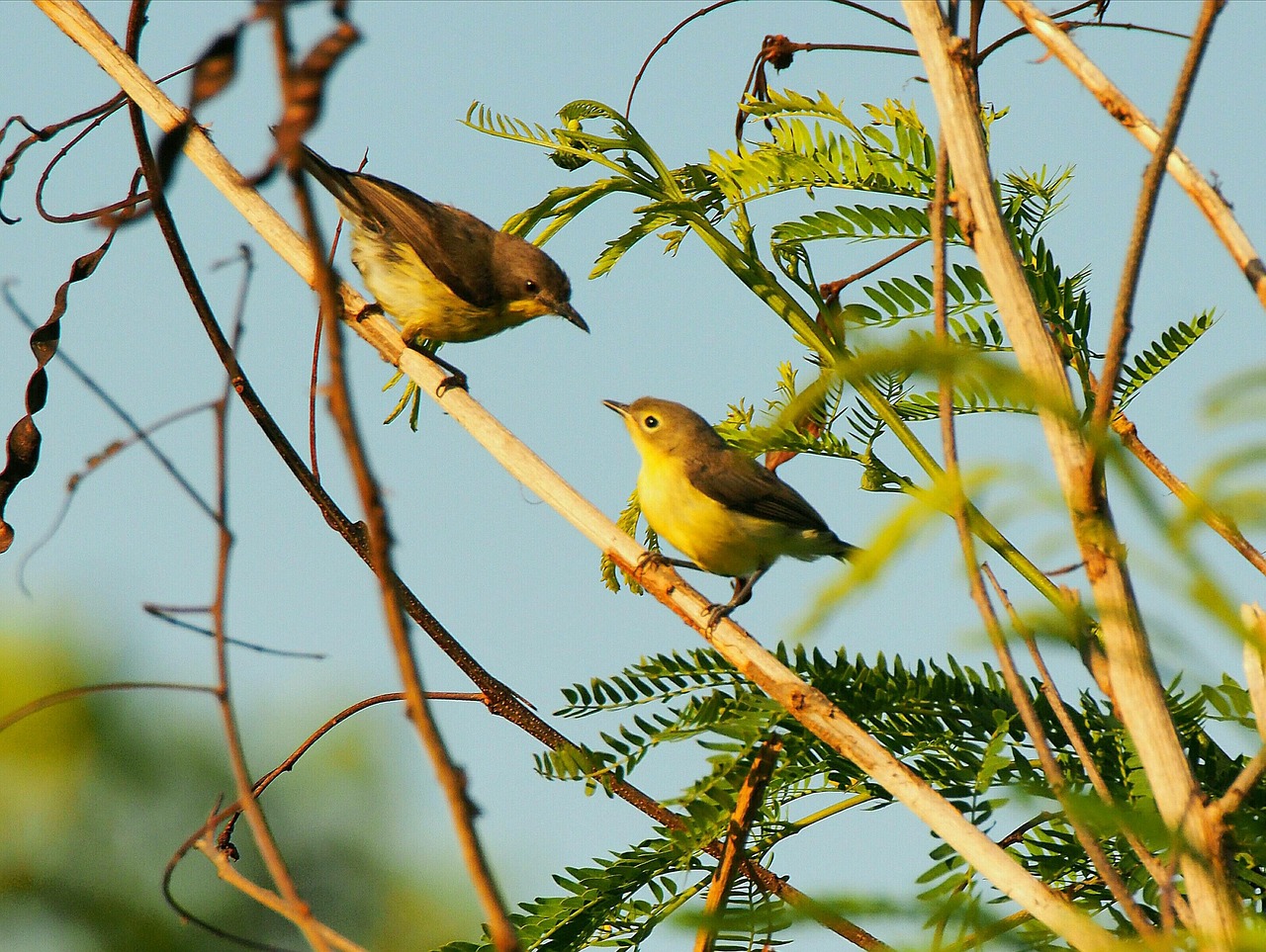 Vogel Tierwelt Natur - Kostenloses Foto auf Pixabay