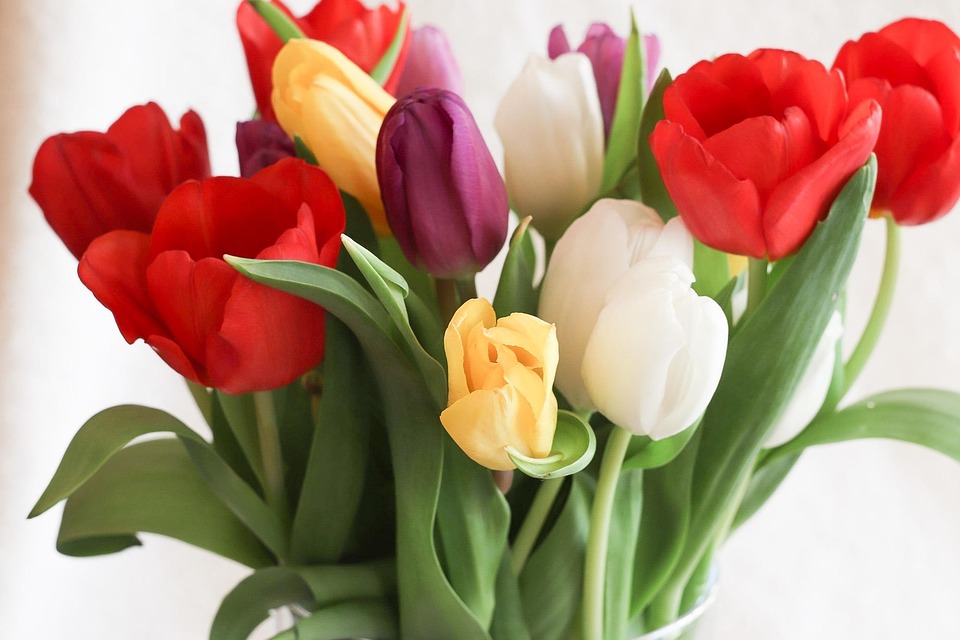 Tulip Bouquet Flower - Free photo on Pixabay
