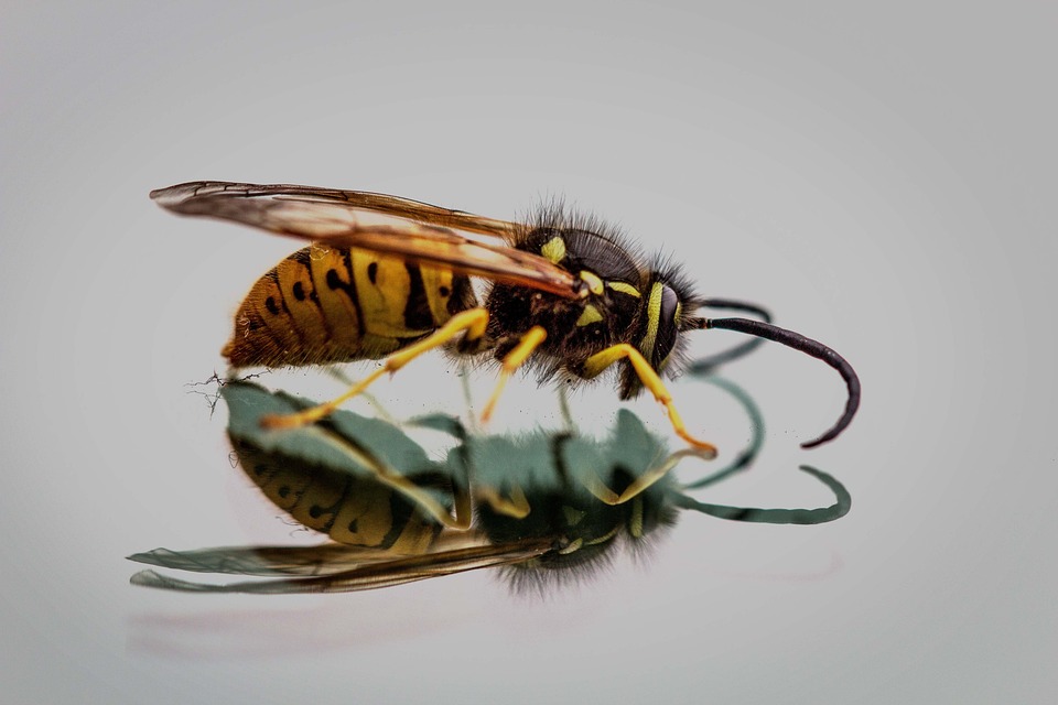 Hornet Insect Winged - Free photo on Pixabay