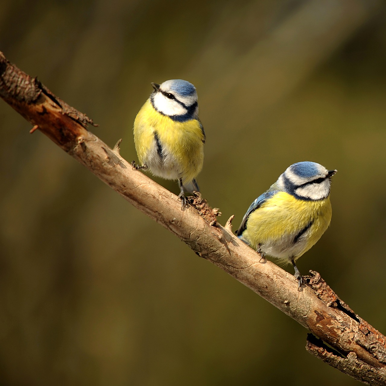 Meer dan 1.000 gratis afbeeldingen van Pimpelmees en Natuur - Pixabay