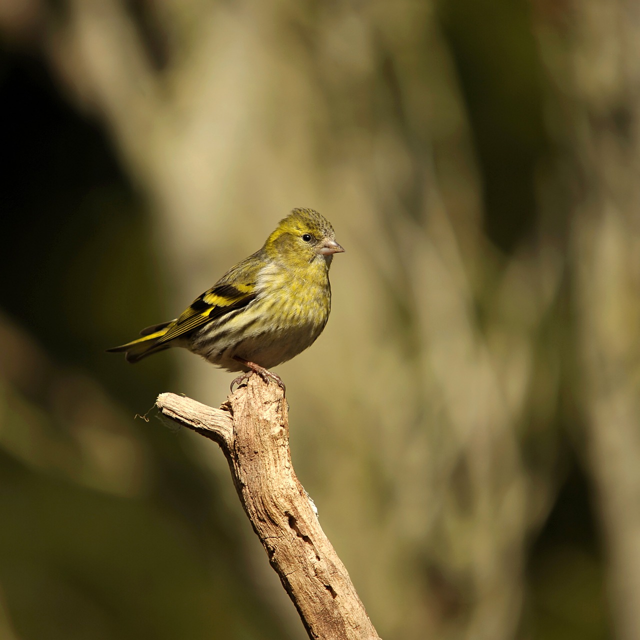 80+ Free Siskin & Pine Siskin Images - Pixabay