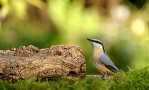 Kleiber Sitta Europaea Bird · Free photo on Pixabay