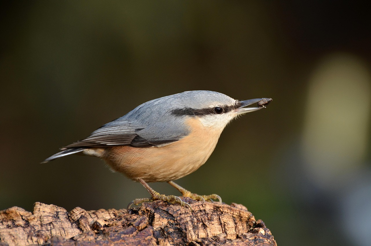 500+ Free Nuthatches & Nuthatch Images - Pixabay