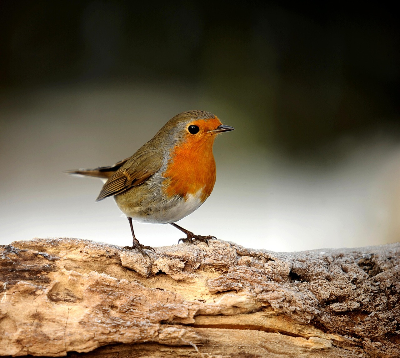 Meer dan 2.000 gratis afbeeldingen van Roodborstje en Vogel - Pixabay