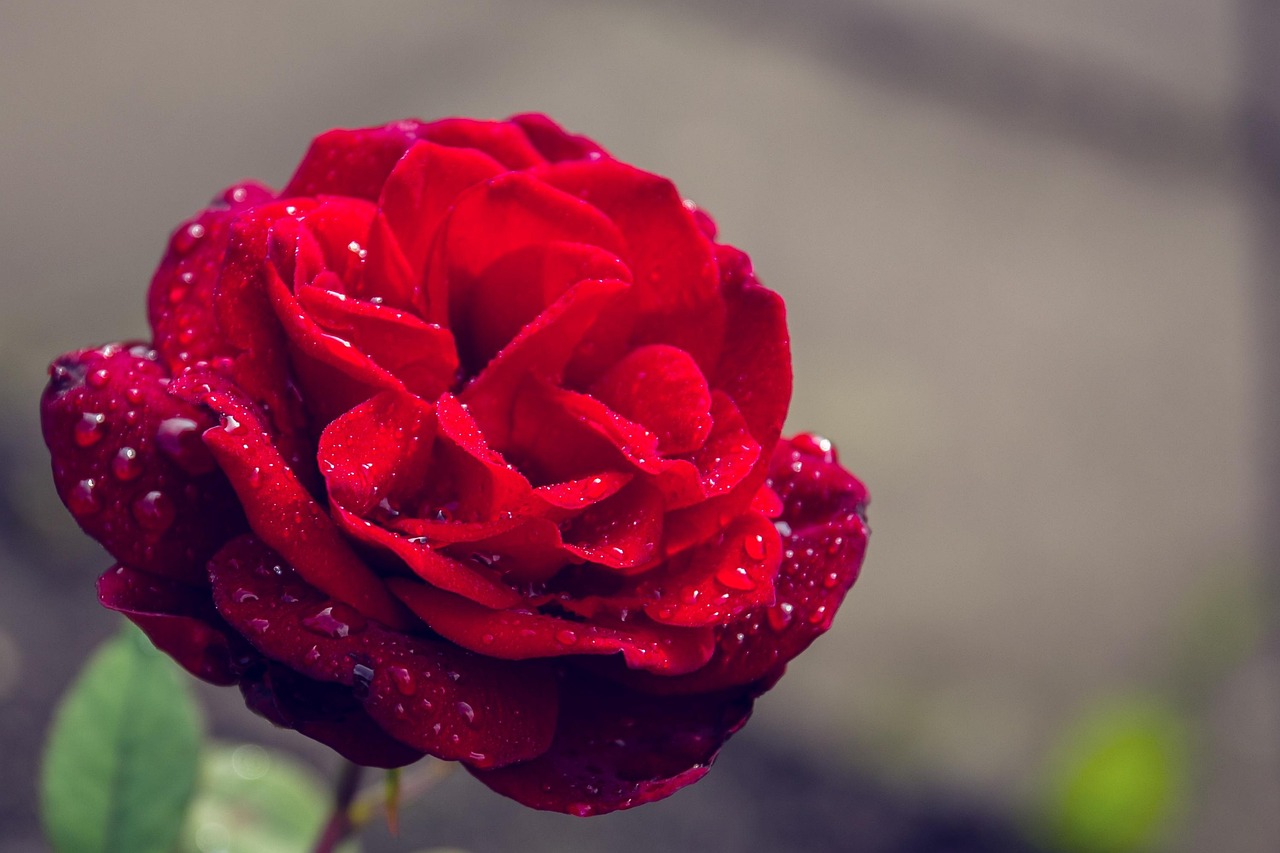Bloem Roos Natuur - Gratis foto op Pixabay - Pixabay