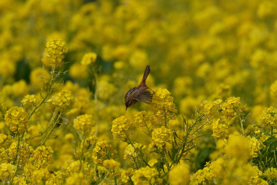 Blumen Feld Die - Kostenloses Foto auf Pixabay