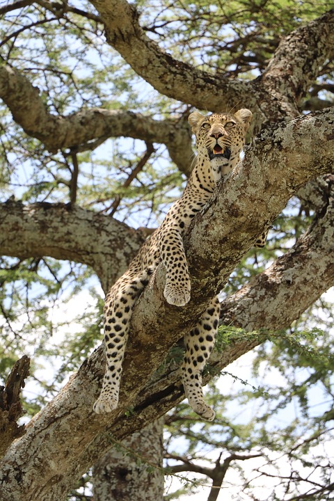 Nature Cheetah - Free photo on Pixabay
