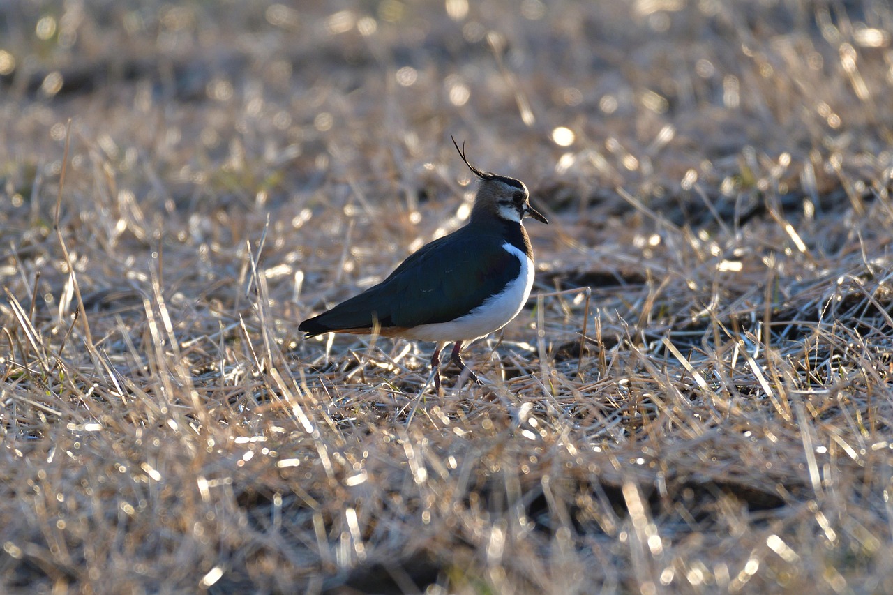Animaux Sauvages Naturel Oiseau - Photo gratuite sur Pixabay - Pixabay