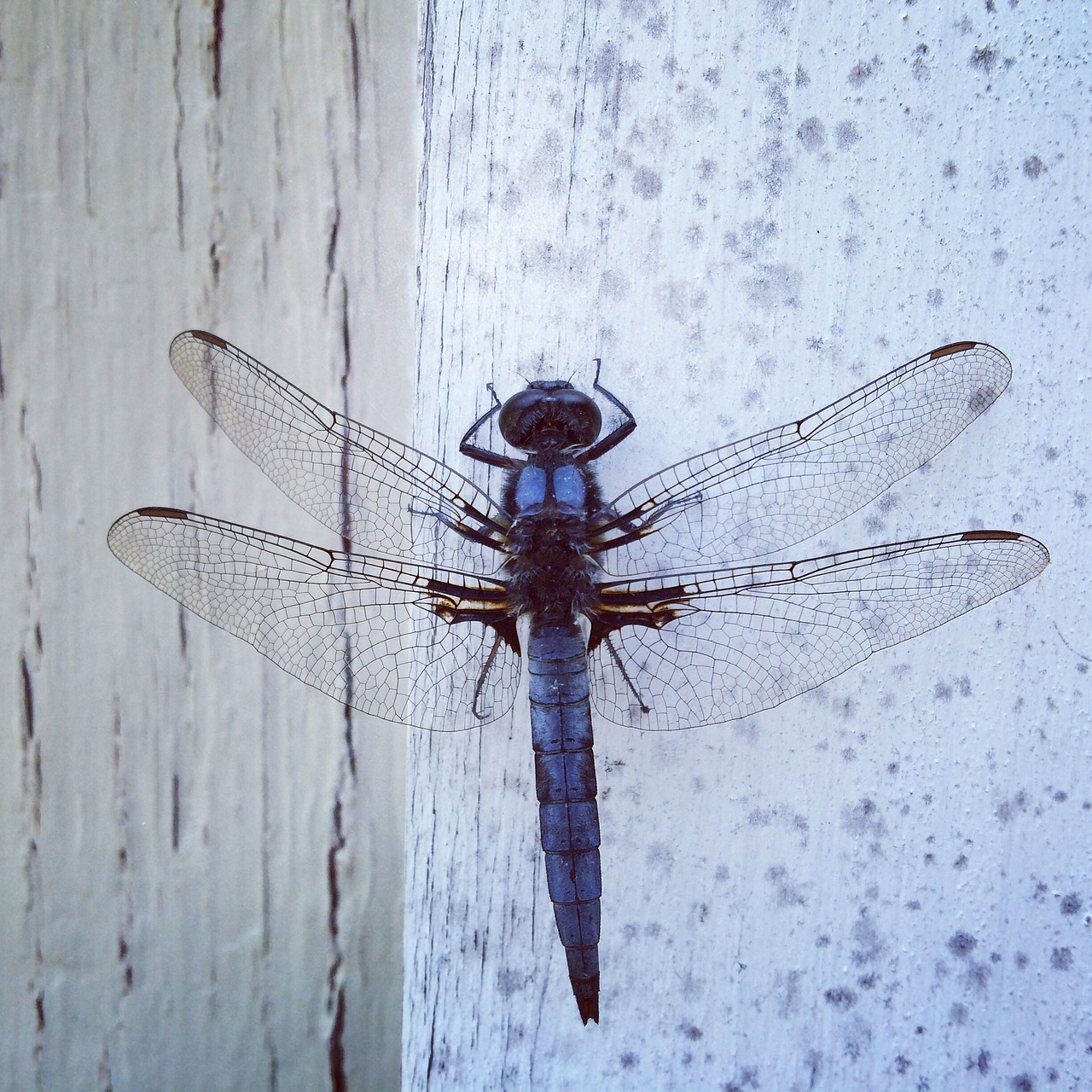 Libelle Insekt - Kostenloses Foto auf Pixabay - Pixabay
