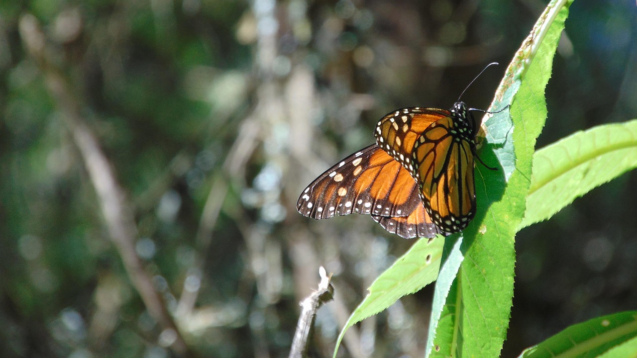 Insecto Naturaleza Al Aire Libre - Foto gratis en Pixabay - Pixabay