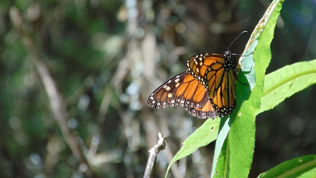 Insecto Naturaleza Al Aire Libre - Foto gratis en Pixabay - Pixabay