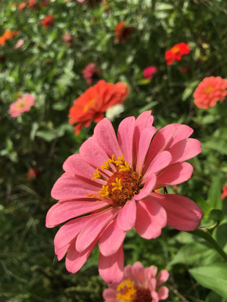 Blume Natur Garten - Kostenloses Foto auf Pixabay - Pixabay