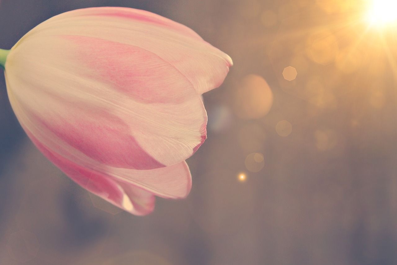 Flor Natureza Primavera - Foto gratuita no Pixabay - Pixabay