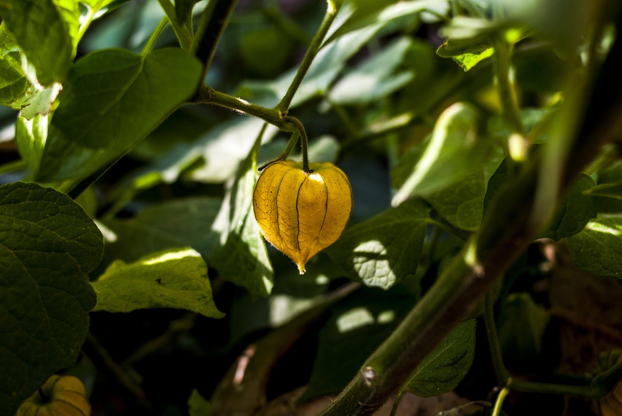 Leaf Food Nature - Free photo on Pixabay