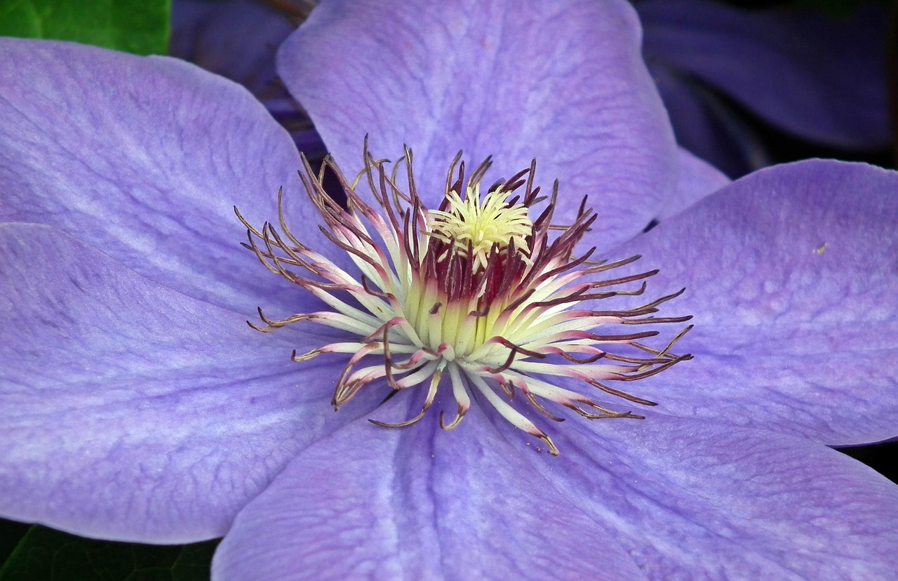 Flor Clemátide Jardín - Foto gratis en Pixabay - Pixabay