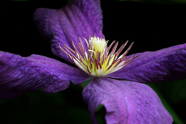 Flor Clemátide Naturaleza - Foto gratis en Pixabay - Pixabay