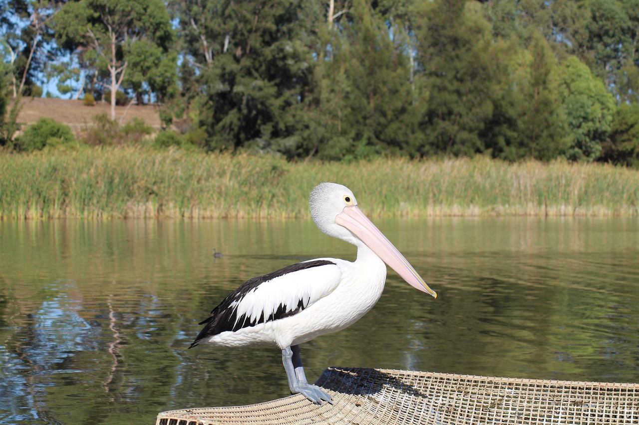 8,000+ Free Adelaide Australia & Adelaide Images - Pixabay
