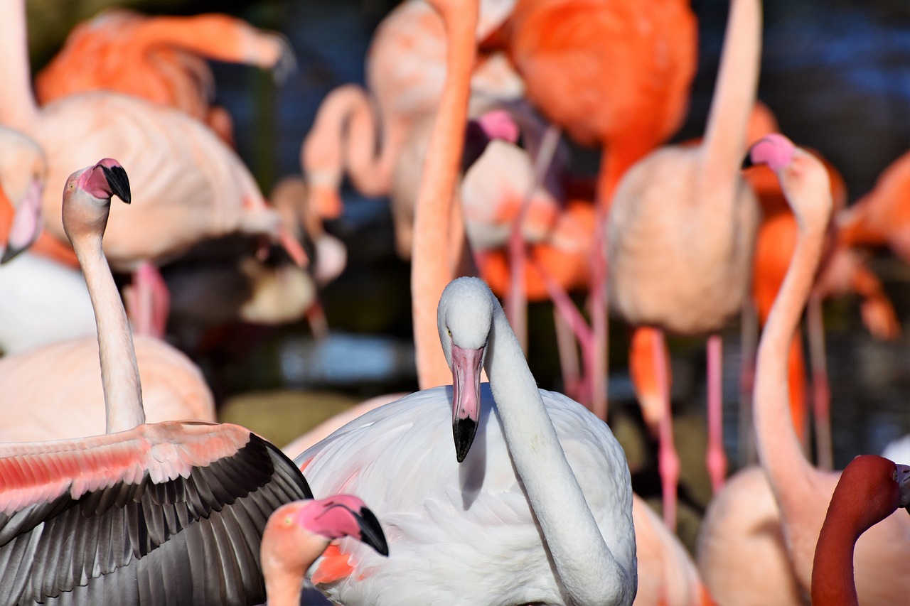 30 000+ kostnadsfria bilder med Vit Flamingo och Natur - Pixabay