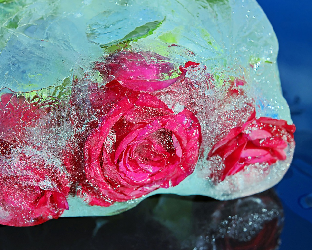 Des Roses Nobles Floraison - Photo gratuite sur Pixabay - Pixabay