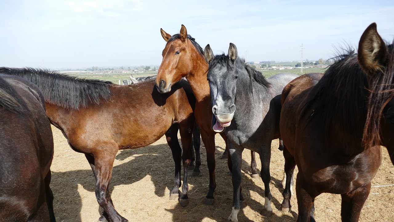 Caballos Manada De - Foto gratis en Pixabay - Pixabay