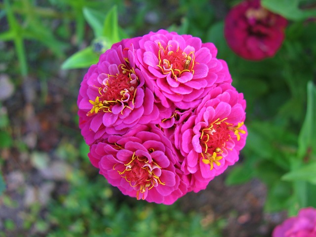 Flower Nature Floral - Free photo on Pixabay