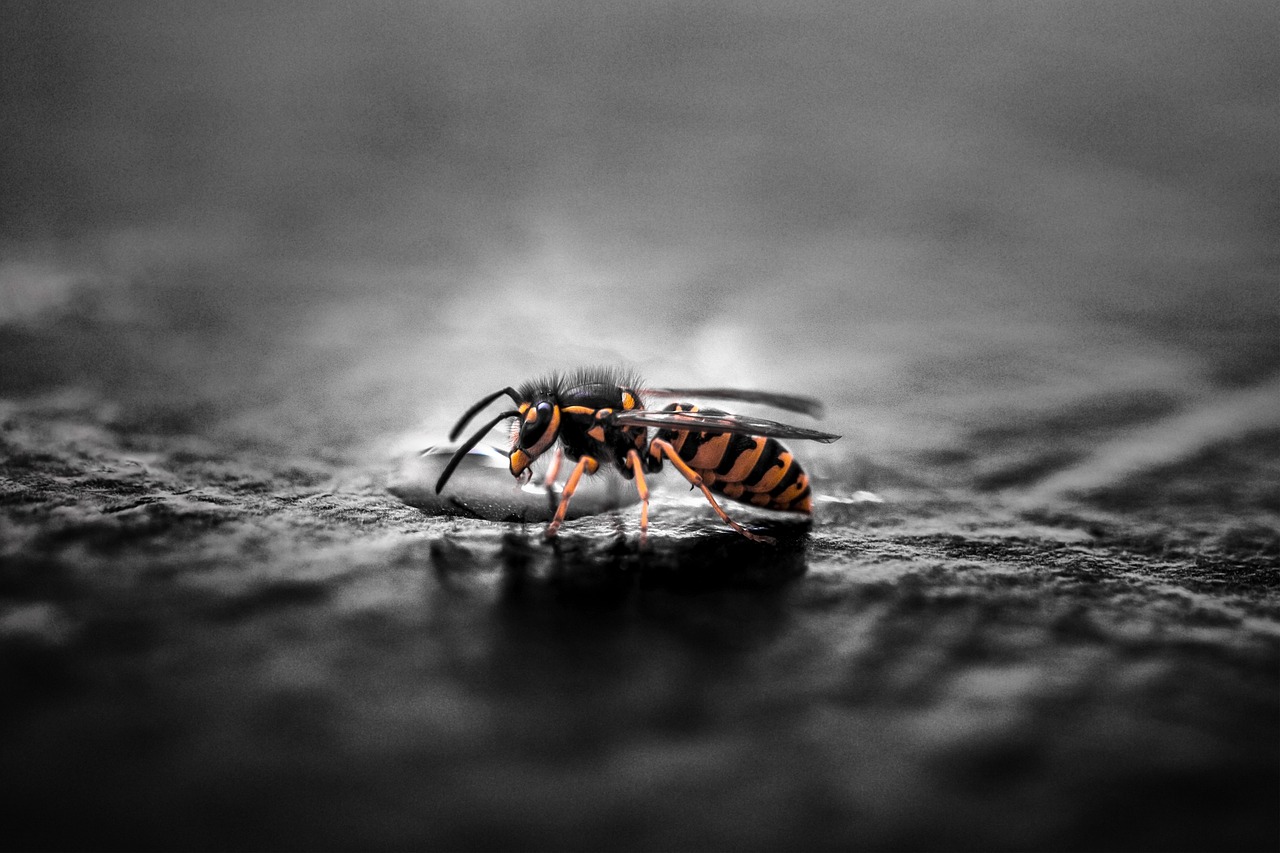 Plus de 2 000 images de Guêpes et de Insecte - Pixabay
