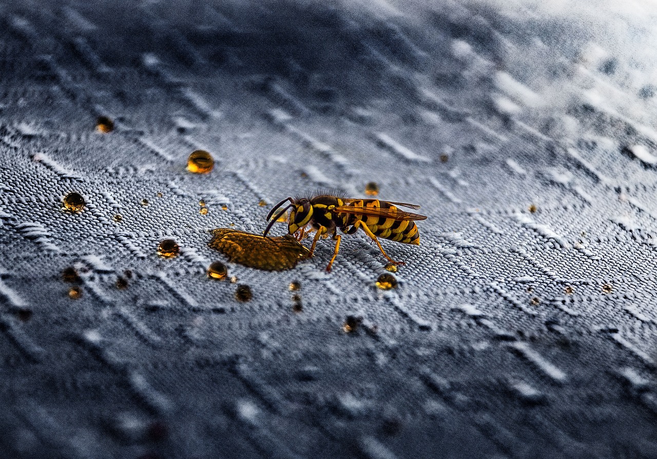 La Nature Insecte Animal - Photo gratuite sur Pixabay - Pixabay
