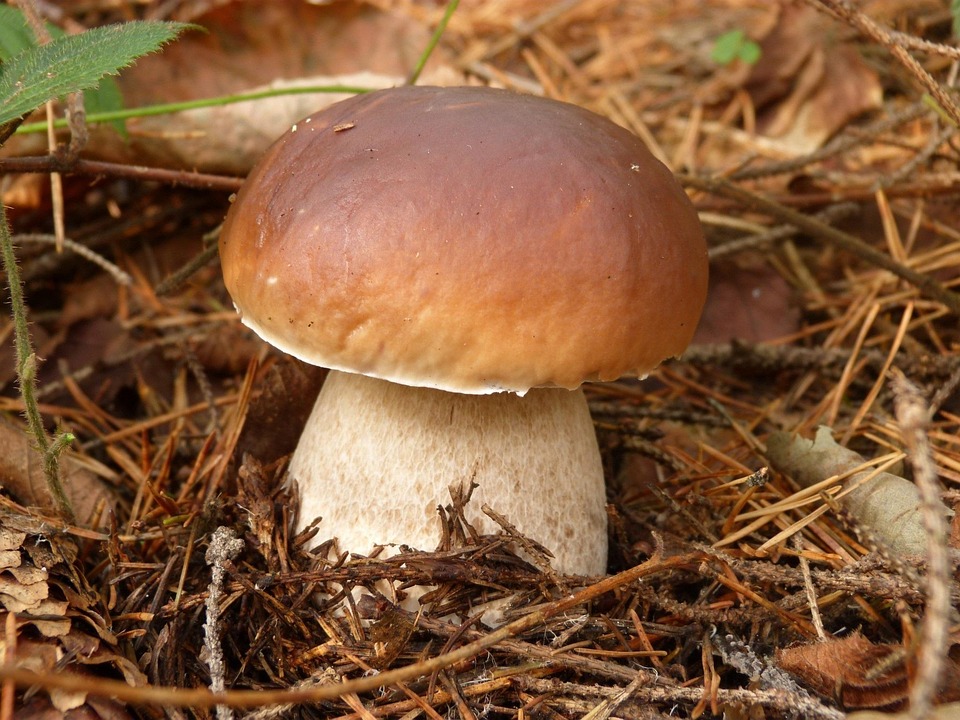 Champignons Champignon Boletus - Photo gratuite sur Pixabay - Pixabay