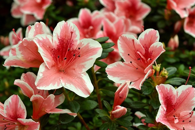Flower Spring Pink - Free photo on Pixabay