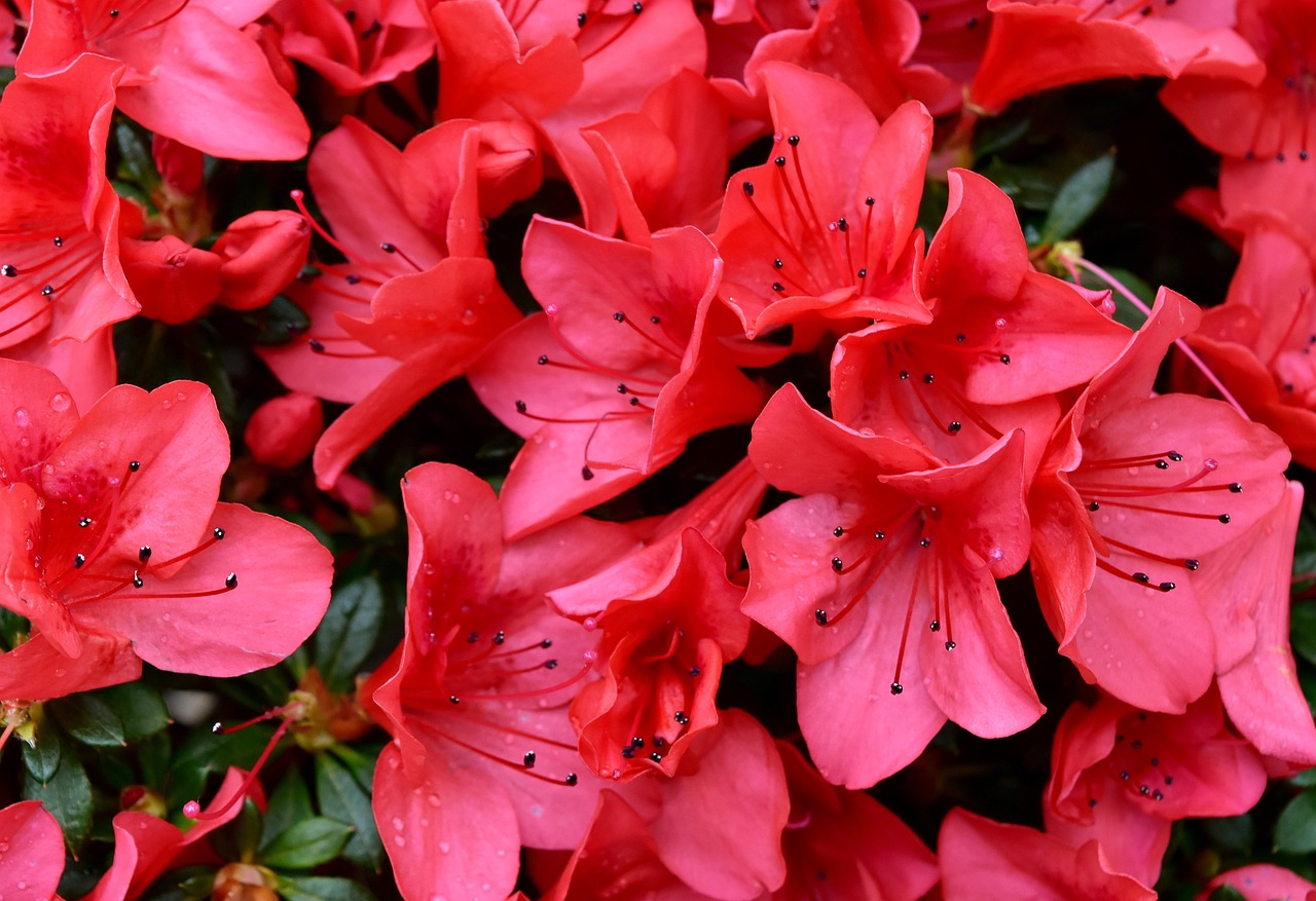 Flower Red Spring Free Photo On Pixabay Pixabay Flower Red Spring Free Photo On Pixabay Pixabay