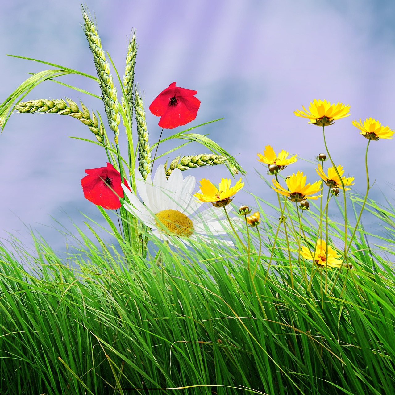 Bidang Rumput Bunga - Foto gratis di Pixabay - Pixabay