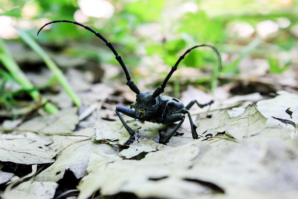 Nature Insecte Environnement - Photo gratuite sur Pixabay - Pixabay