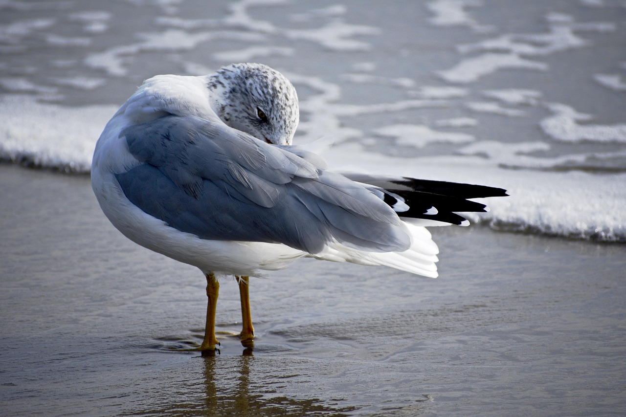 Water Bird Outdoors - Free photo on Pixabay - Pixabay