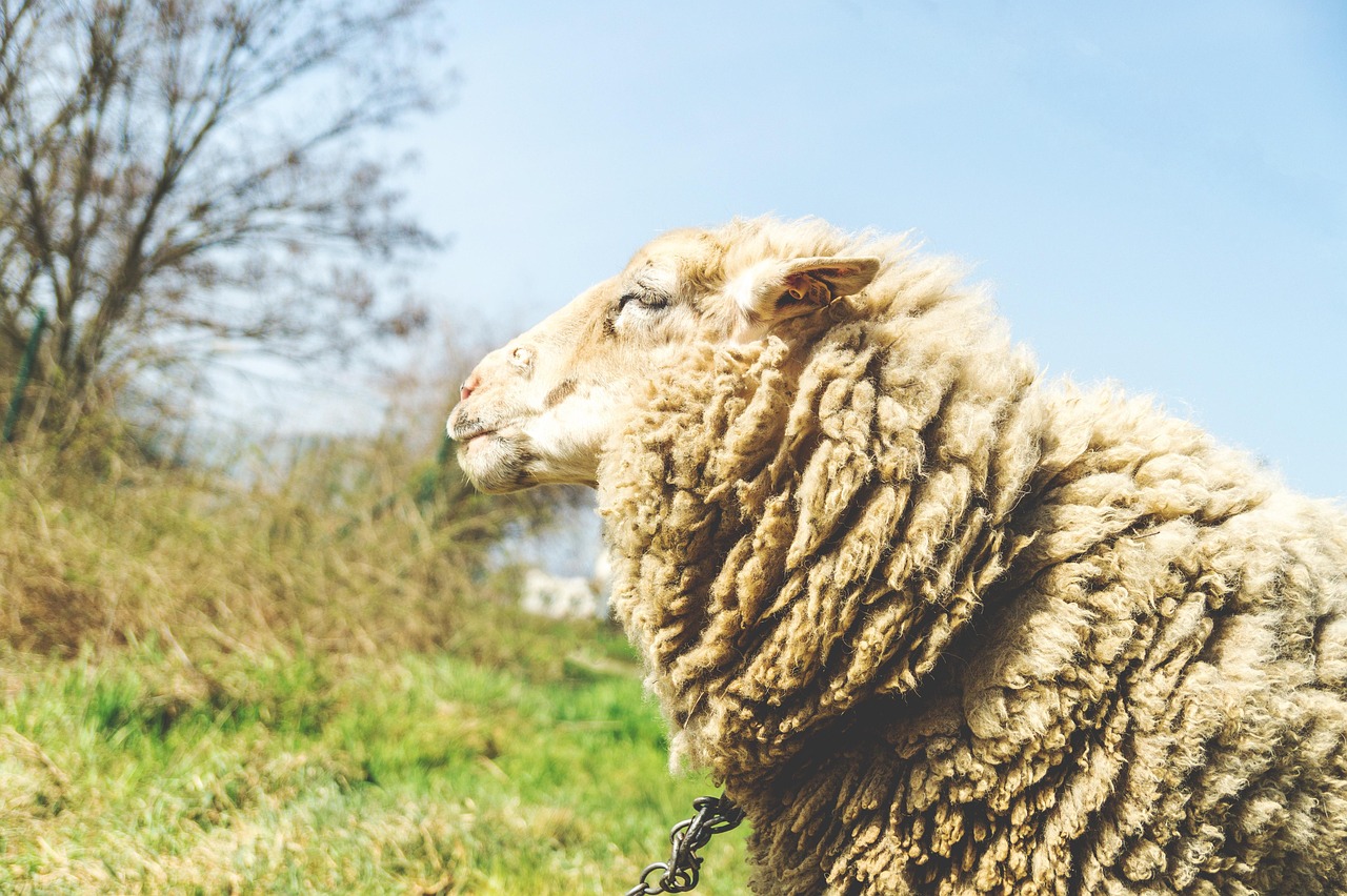 90+ Free Sheep Fence & Sheep Images - Pixabay