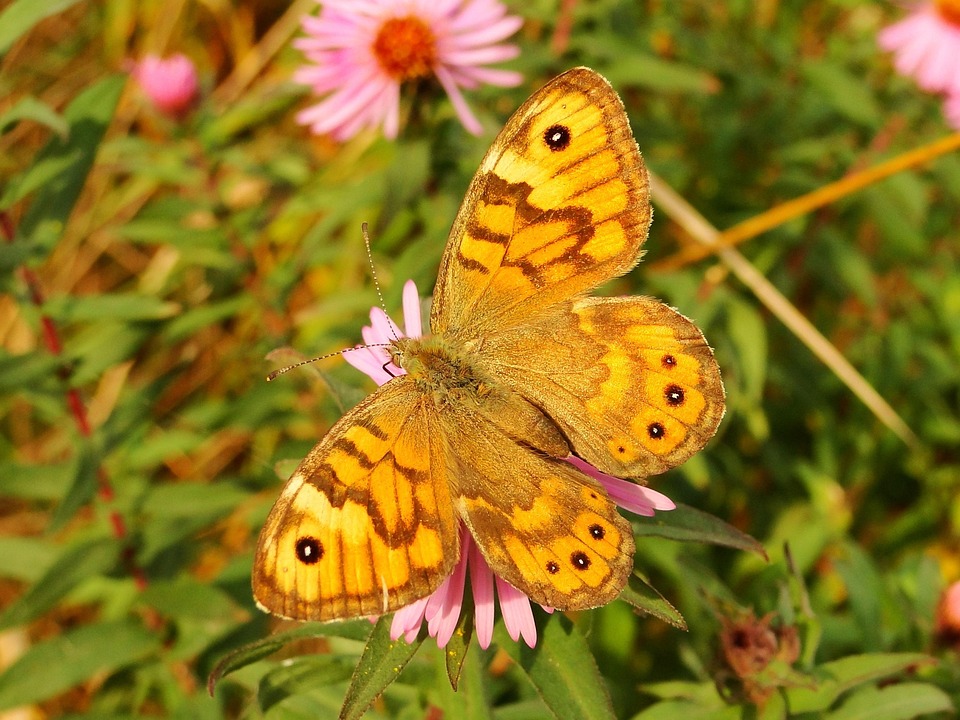 Nature Les Papillons Diurnes - Photo gratuite sur Pixabay - Pixabay