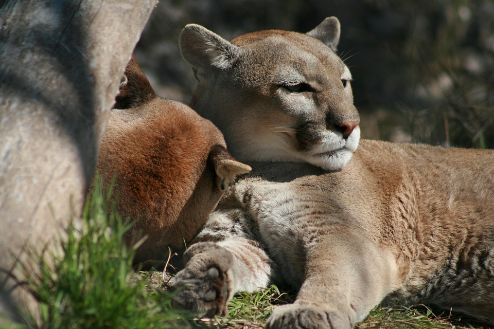 Mammifère Faune Animal - Photo gratuite sur Pixabay