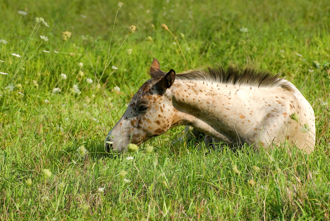 Grass Animal Mammal - Free photo on Pixabay - Pixabay