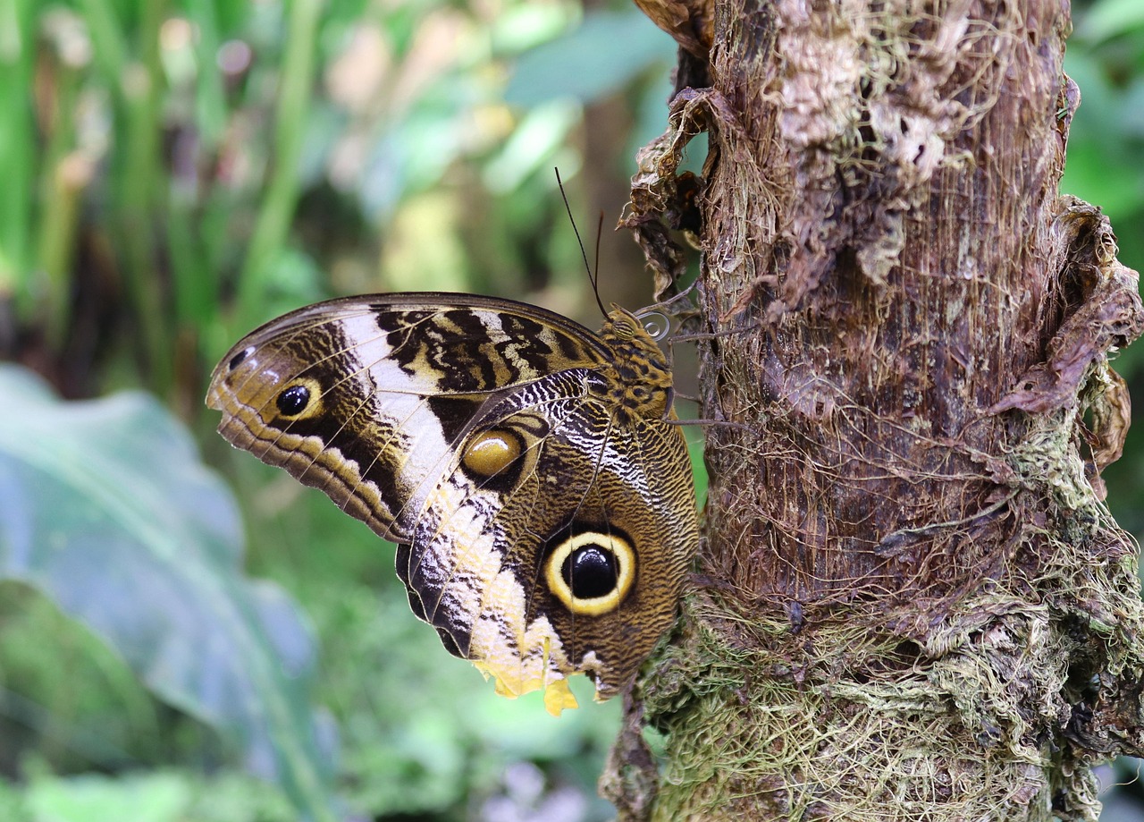 Papillon Insecte Banane - Photo gratuite sur Pixabay - Pixabay