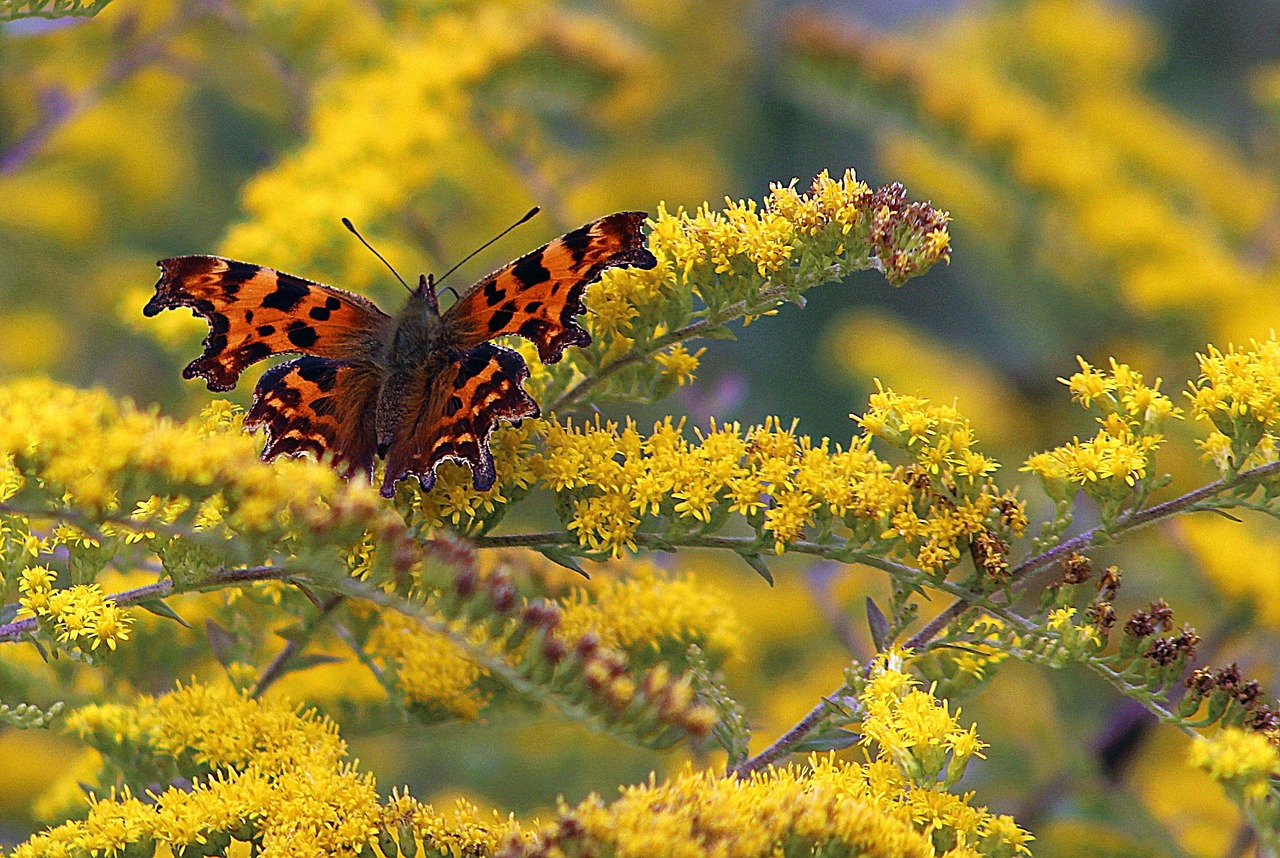 Nature Flore En Plein Air - Photo gratuite sur Pixabay - Pixabay