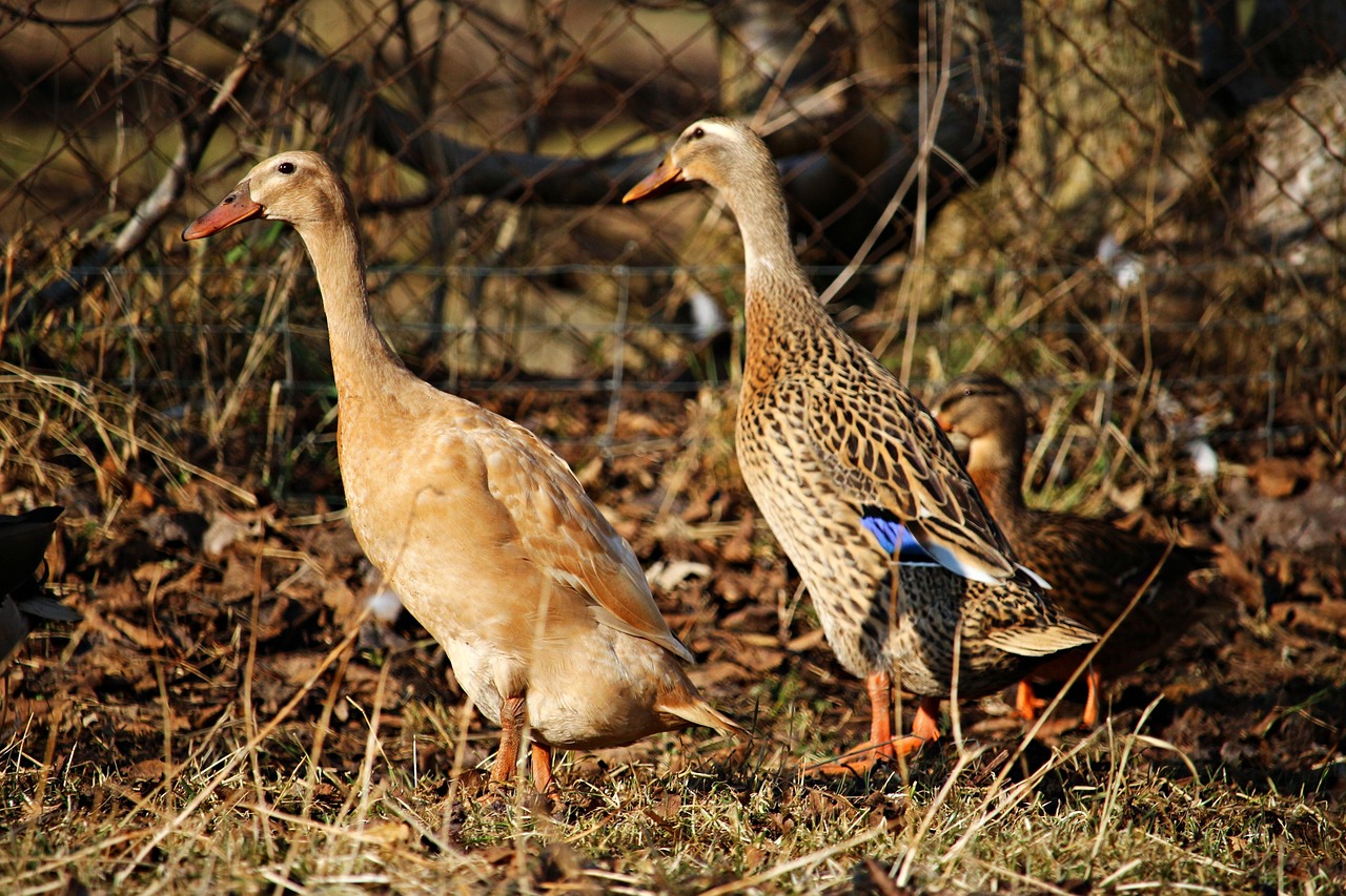 Ongoing Duck Wildlife - Free photo on Pixabay