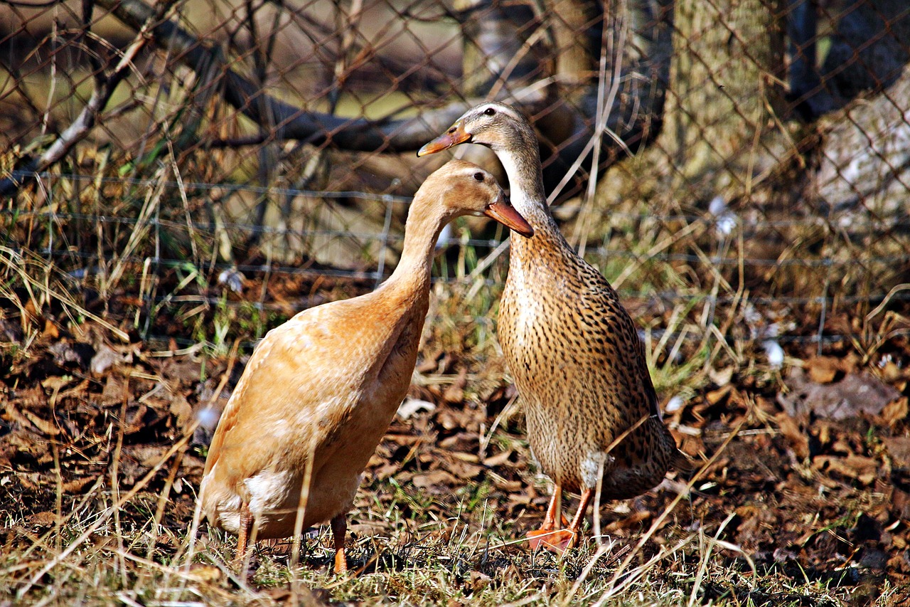 Duck Ongoing Nature - Free photo on Pixabay