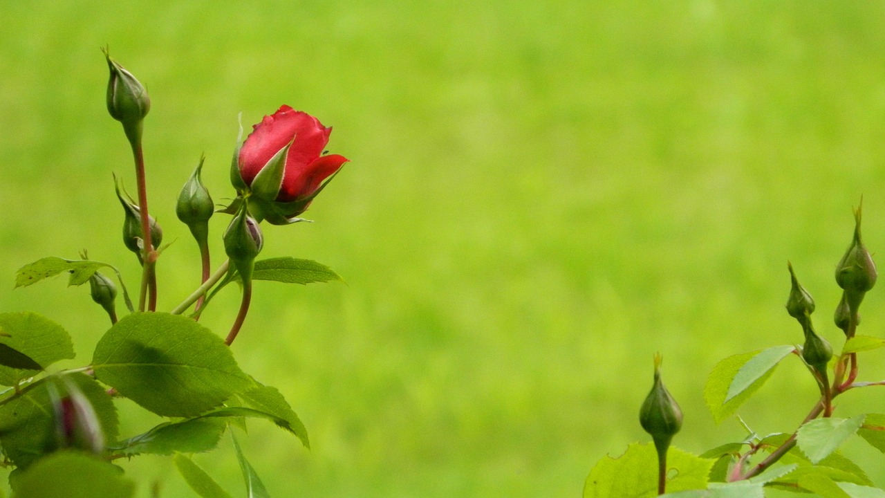 Mawar Merah Semak - Foto gratis di Pixabay - Pixabay