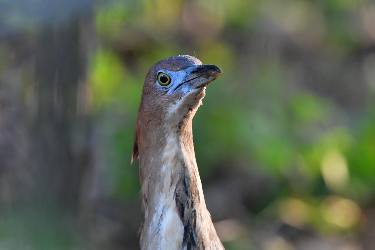 Bird Wild Animals Natural - Free photo on Pixabay - Pixabay