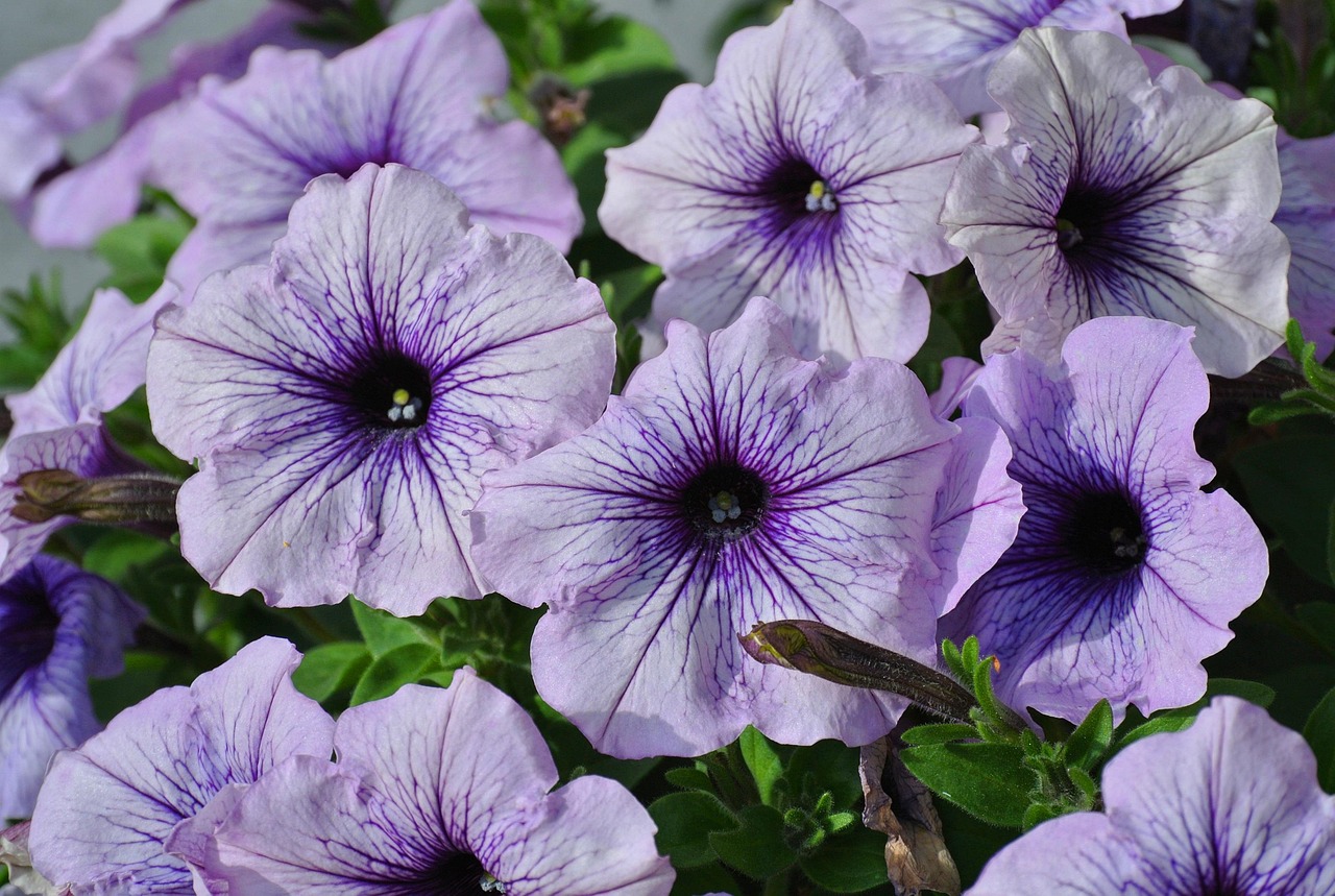 Blue Flower Plant - Free photo on Pixabay - Pixabay