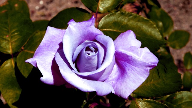 Flor Rose Natureza - Foto gratuita no Pixabay - Pixabay