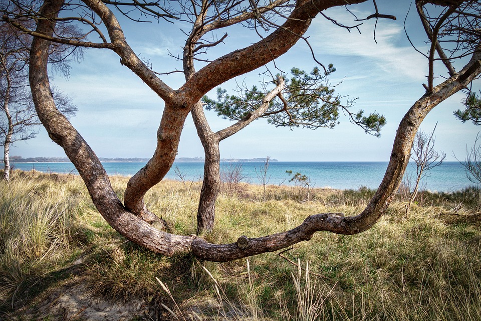 Baum Natur Landschaft - Kostenloses Foto auf Pixabay - Pixabay