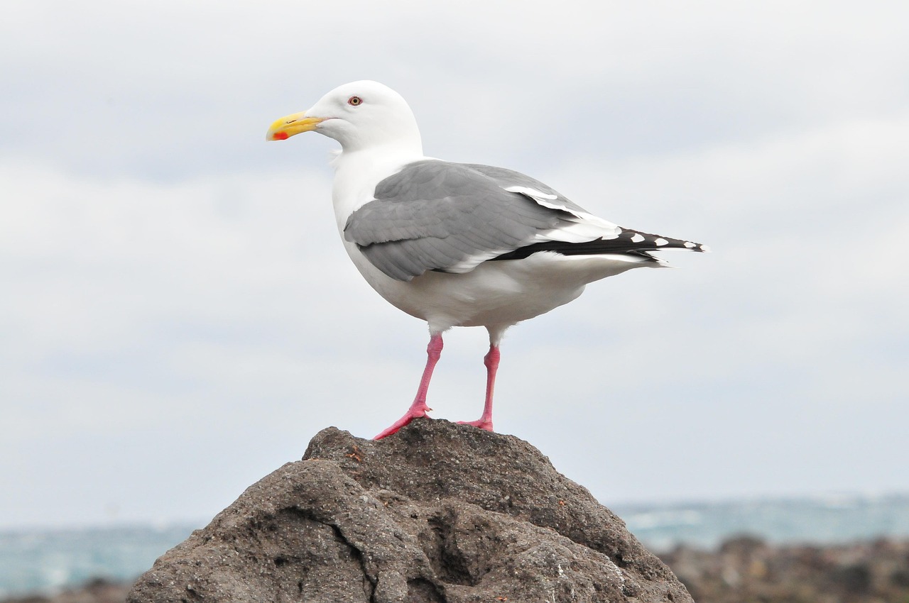 Natural Sea Bird - Free photo on Pixabay - Pixabay